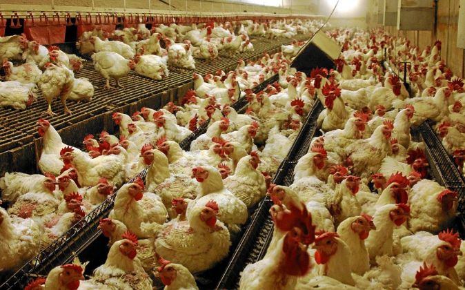 La carne de pollos mejorados genéticamente se servirá en restaurantes ...