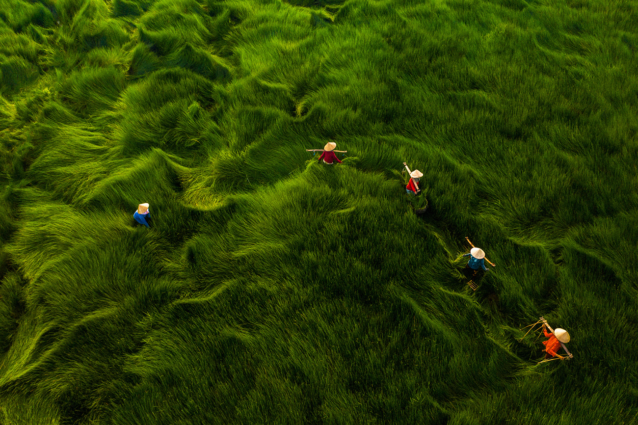 Harvestin Grass, Khanh Phan | Fueradeserie/cultura | EXPANSION.com