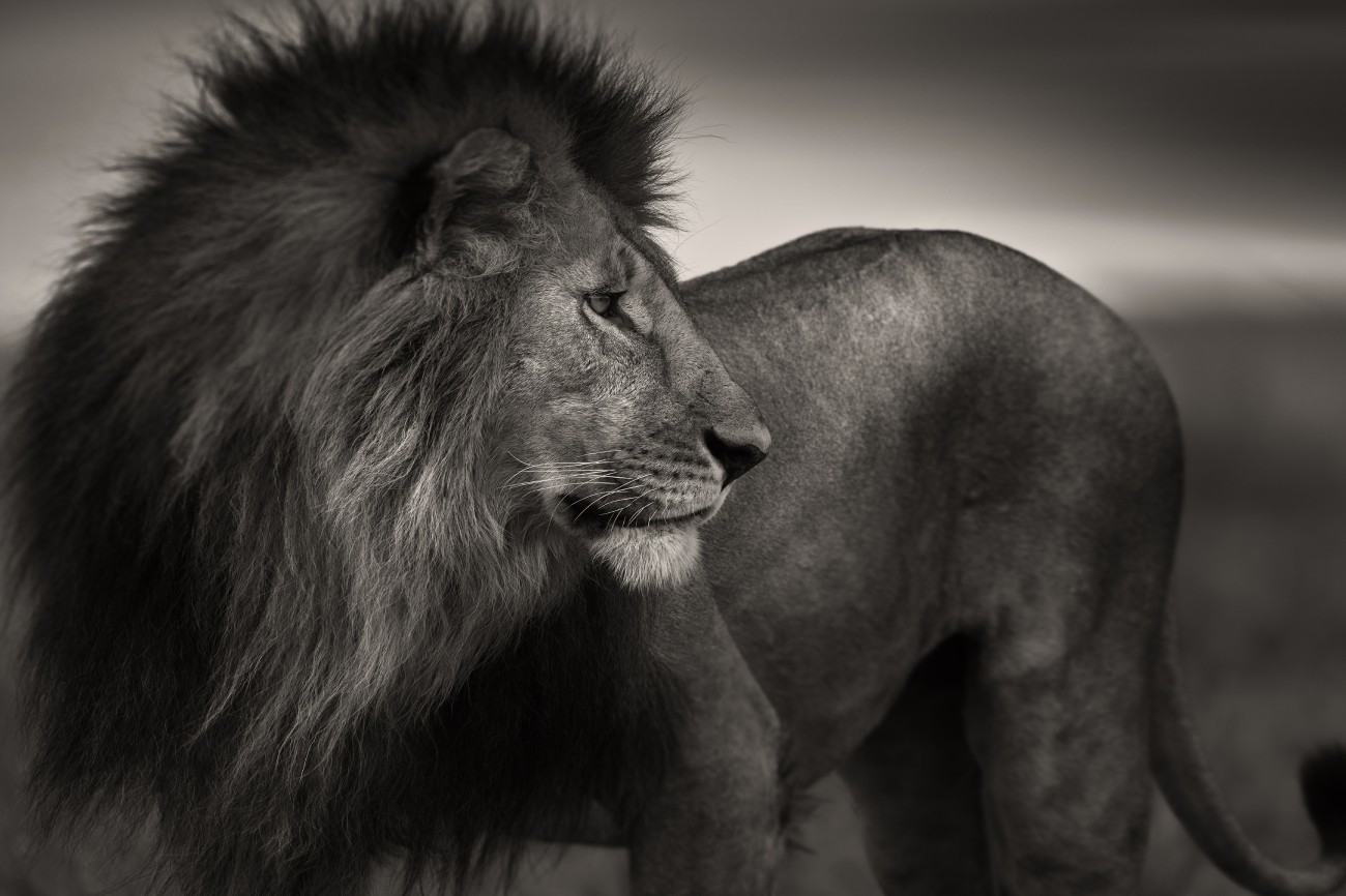Espectacular retrato de un león, Maasai Mara, Kenia (2020 ...