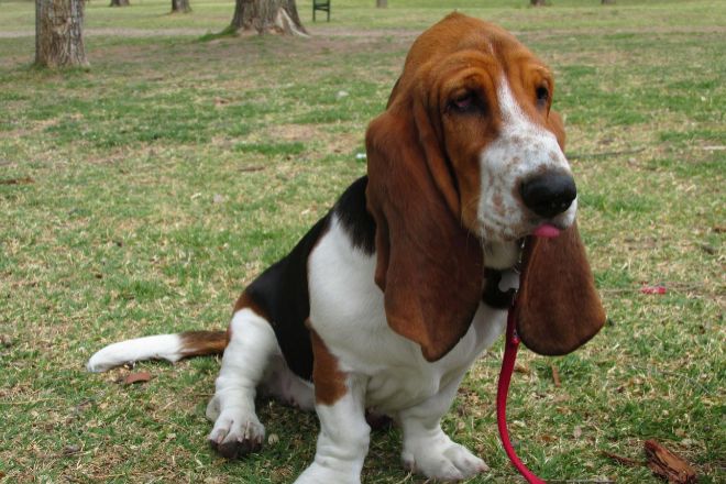 Todas las razas de perros arrugados, de más pequeños a más grandes ...
