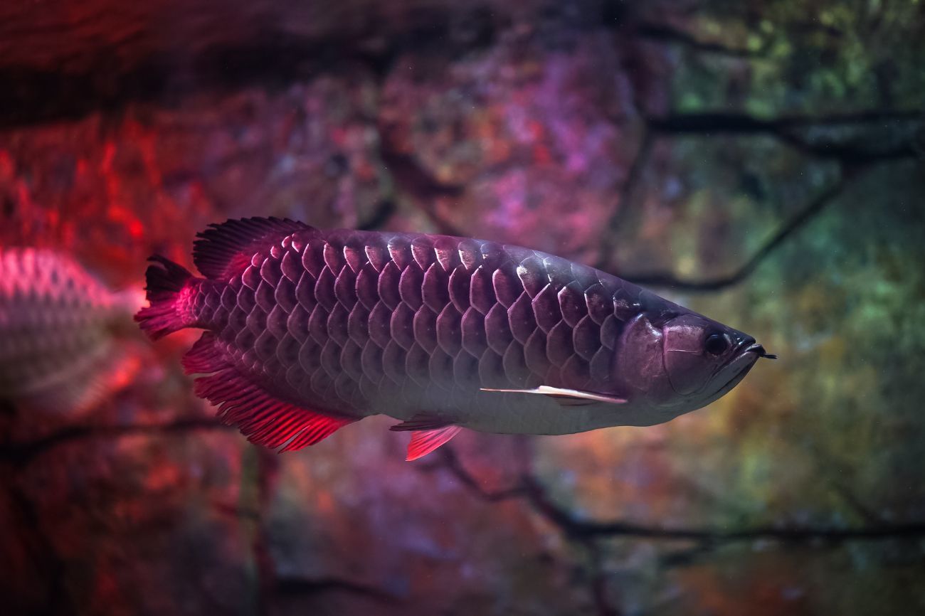 Arowana plateada | Fueradeserie/viajes