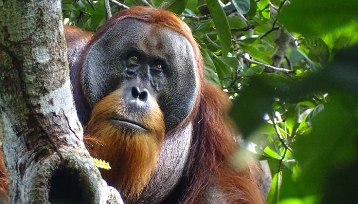 Rakus, el orangután que se curó una herida con sus propias medicinas ...