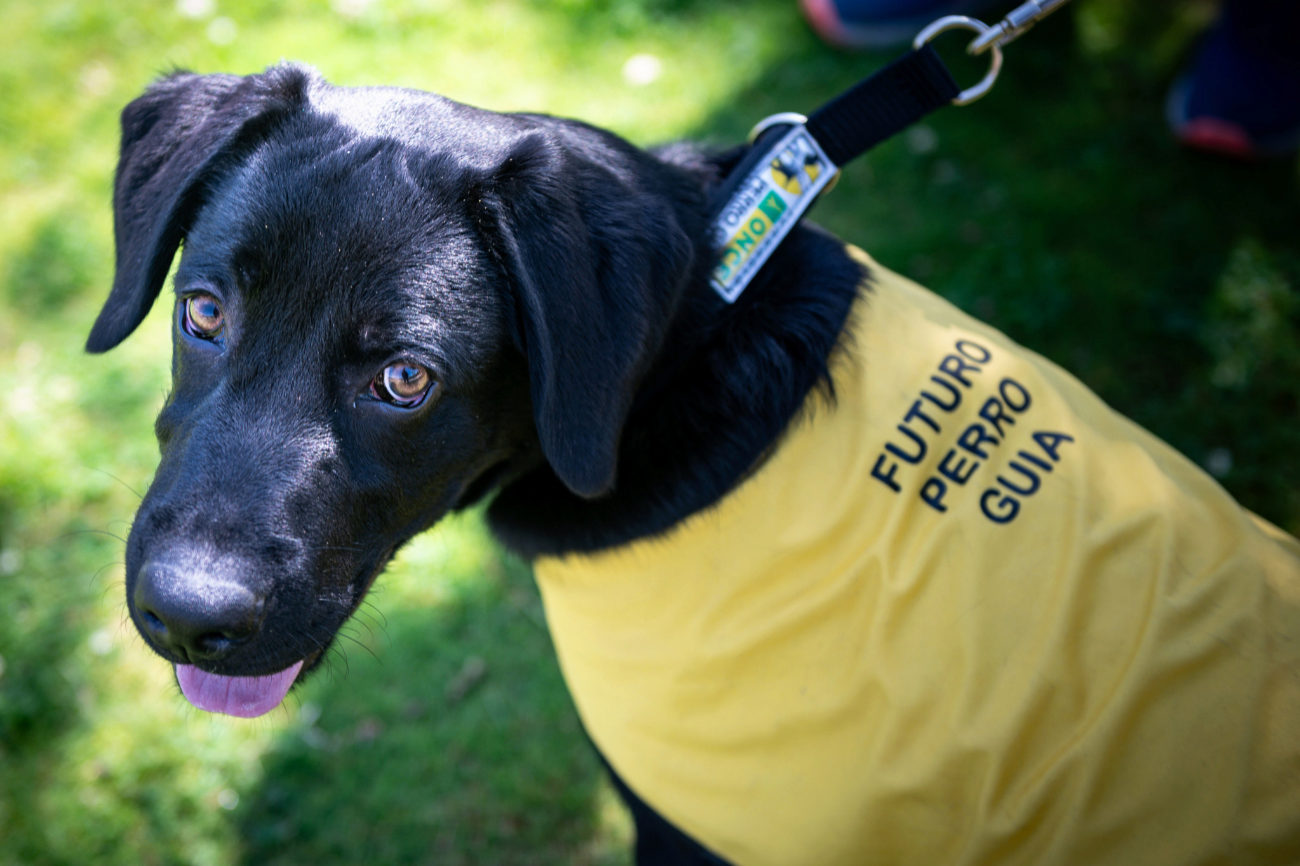 Un día con los cachorros de la Fundación Once Perro Guía | Directivos